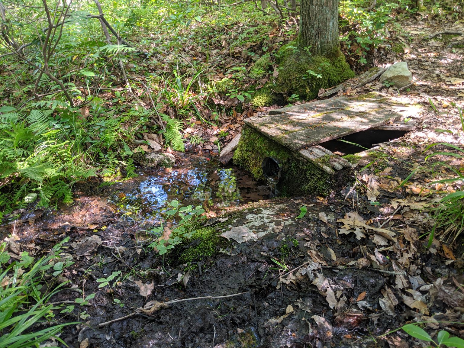 Anna Michener Cabin – David R. Whitney